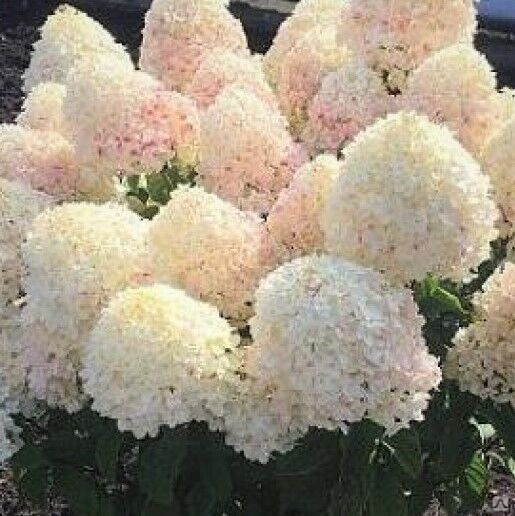 Гортензия метельчатая (Hydrangea paniculata Sugar Rush) купить от 250 ...